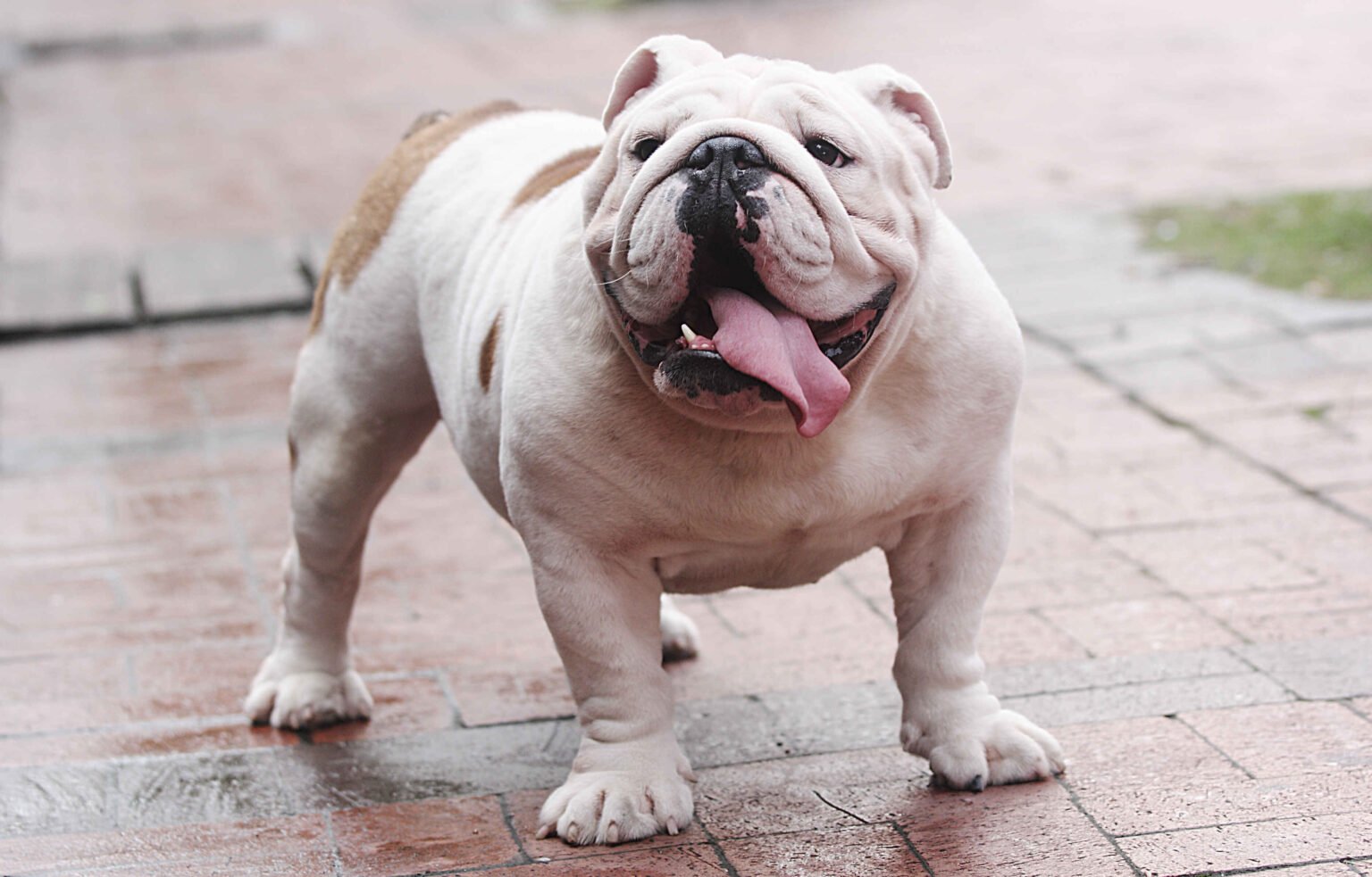 Dog Health Problems By Breed: Vet-Approved Tips and Advice