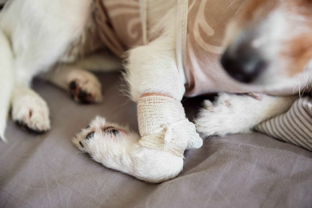 Selective Breeding Health Problems in Dogs: 7 Serious Risks